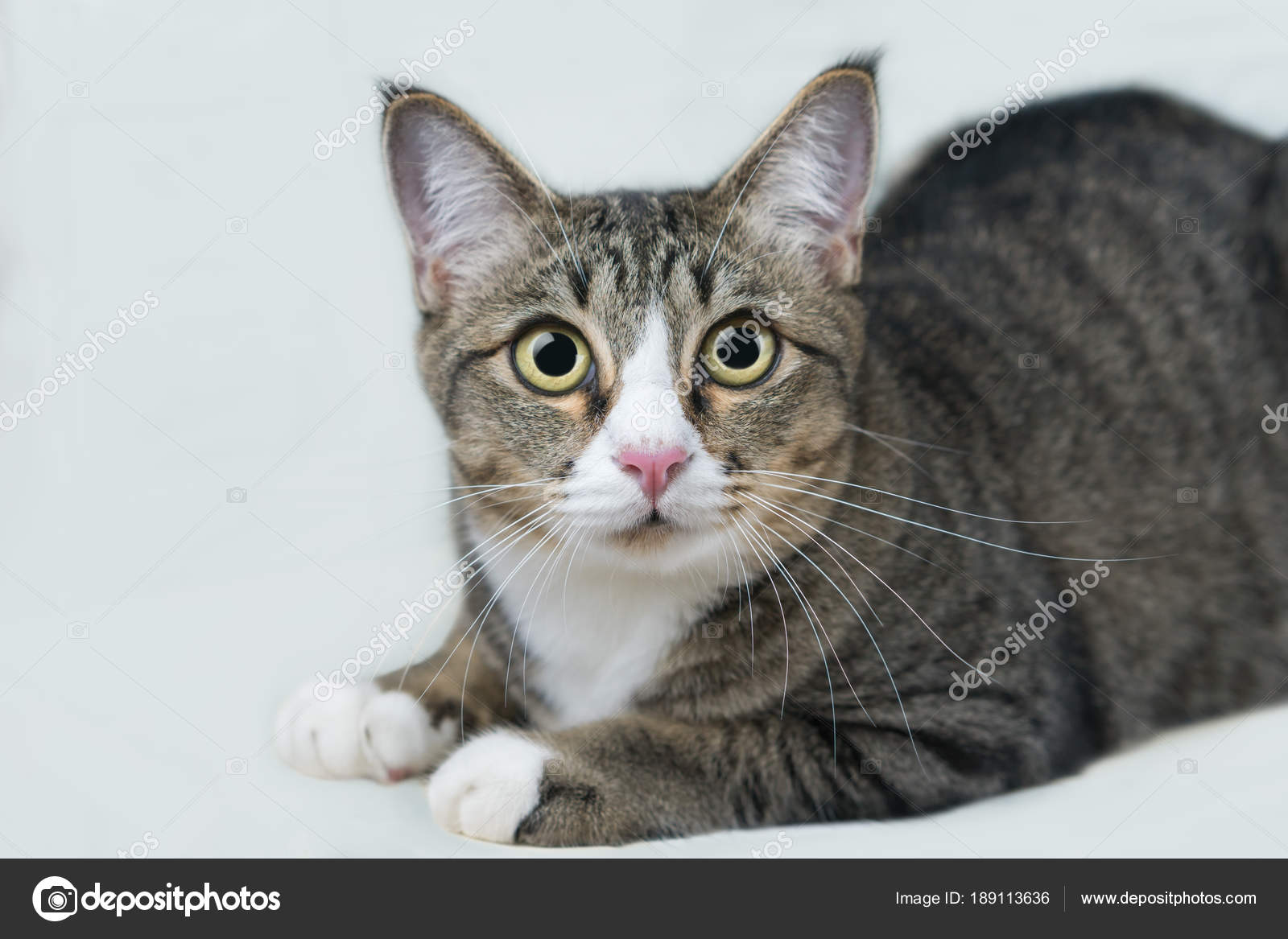 Cats Collage Background