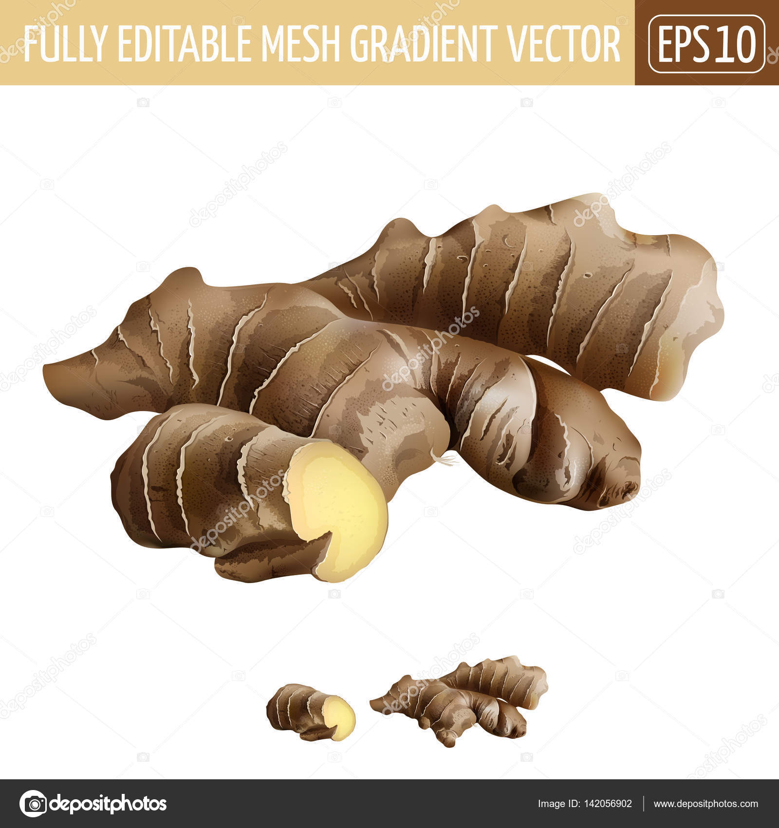 Ginger on white background. Vector illustration Stock Vector Image by ...