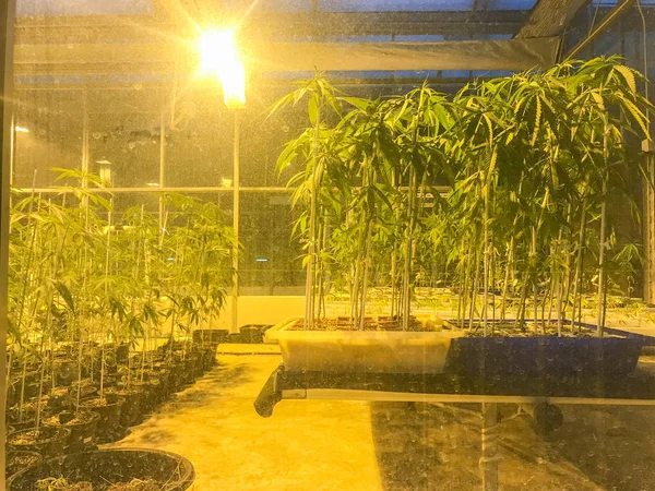 Grow facility Stock Photos, Royalty Free Grow facility Images ...