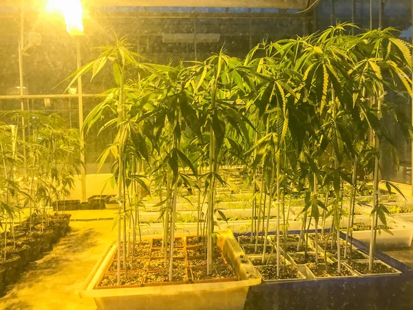 Grow facility Stock Photos, Royalty Free Grow facility Images ...