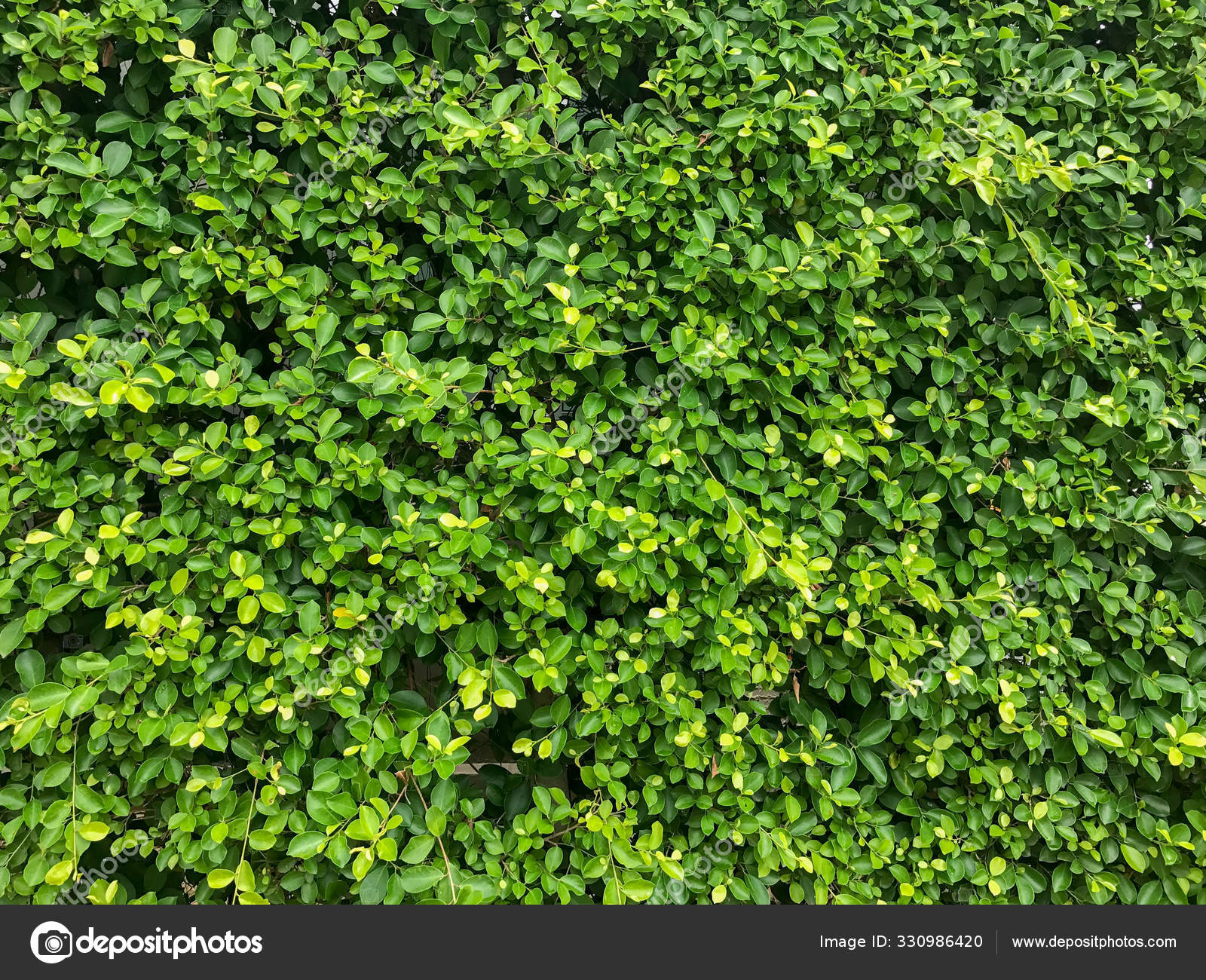 Texture of nature tree wall background texture — Stock Photo © moxumbic ...
