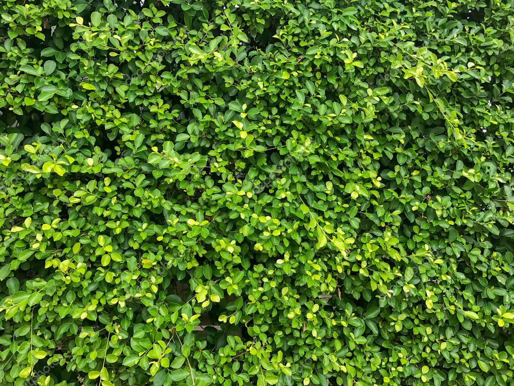 Texture of nature tree wall background texture — Stock Photo © moxumbic ...