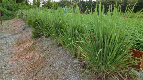 Lemon grass field Stock Photos, Royalty Free Lemon grass field Images ...
