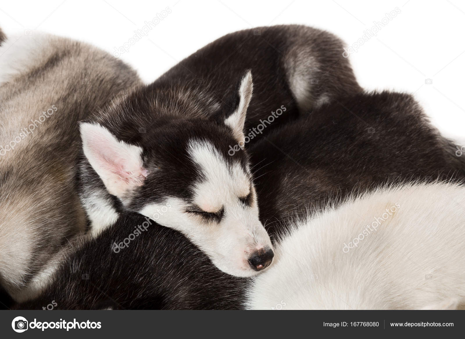 Group of happy siberian husky puppies on white Stock Photo by ©nazarov ...