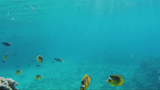 Marine life design template beautiful coral reef with fishes underwater ...