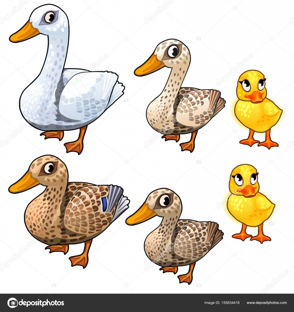 Maturation stages of duck, three stages of growth Stock Vector by ...