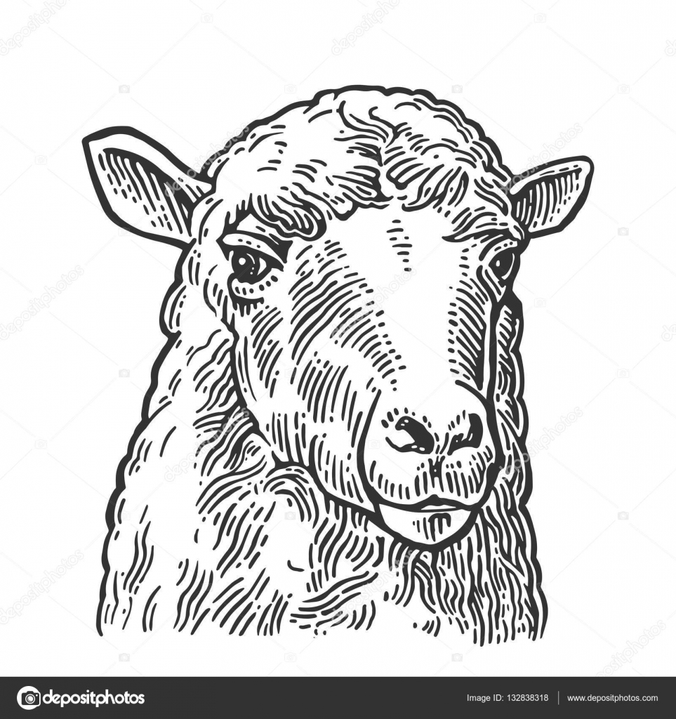 Sheep head. Hand drawn in a graphic style. Vintage vector engraving ...