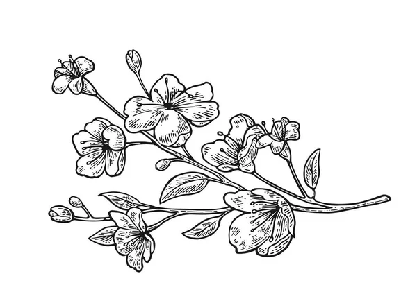 Petals Falling From A Flower Drawing