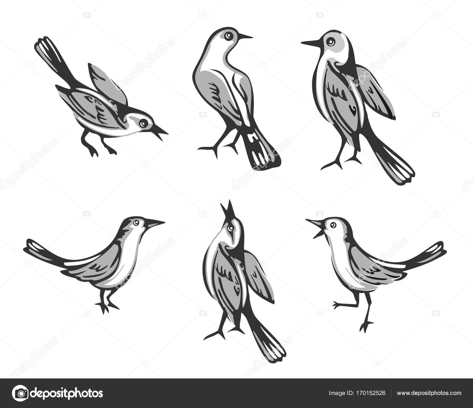 Set sitting bird. Isolated on white background. Vector flat ...