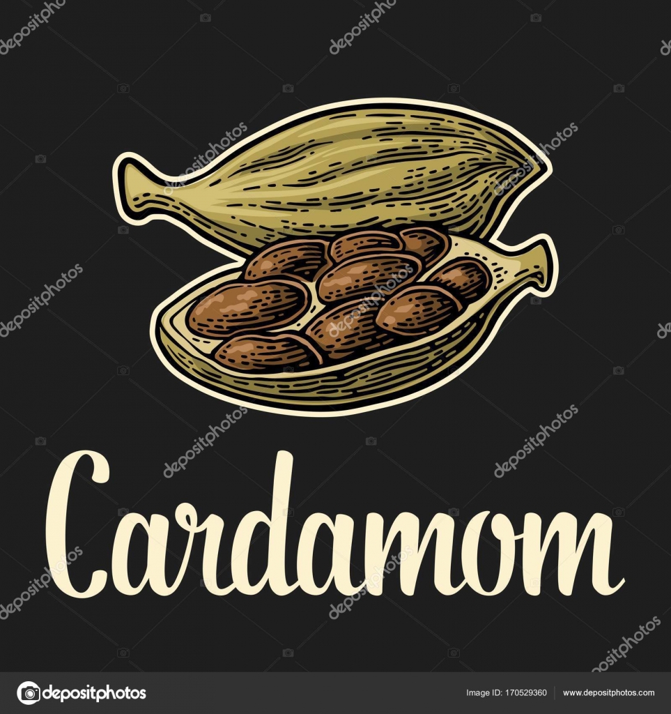Cardamom spice with seed. Vector black vintage engraved Stock Vector ...