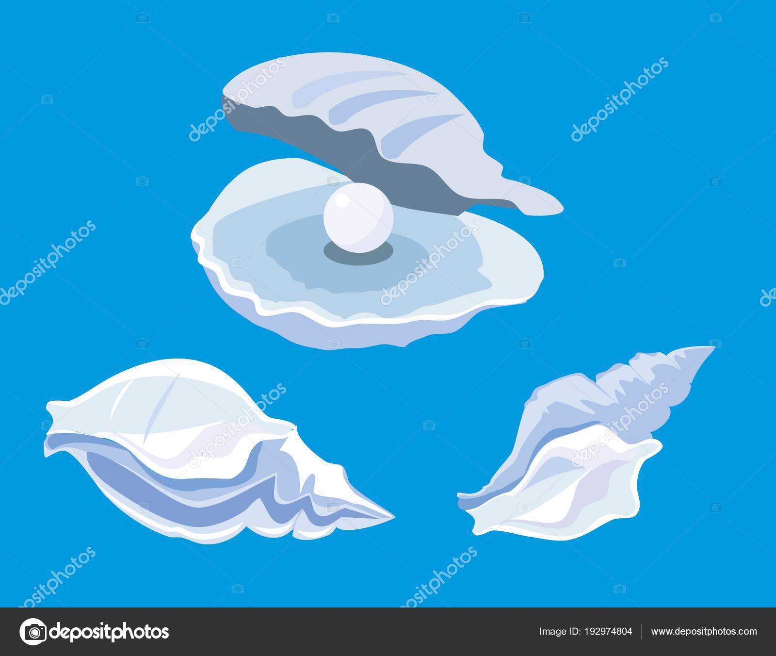 Shell pearl illustration Stock Vector Image by ©DenisPotysiev #192974804