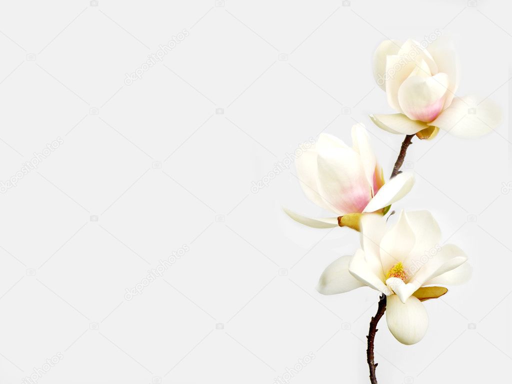 White Magnolia Flower