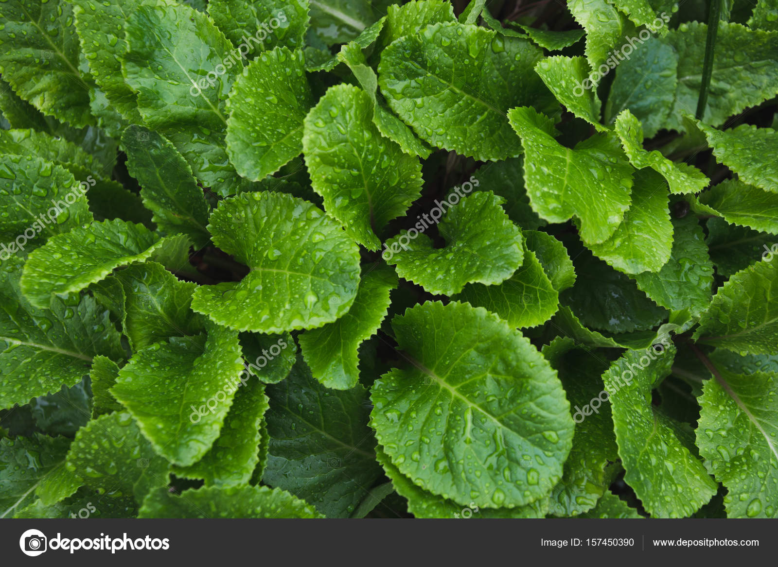 Green leafs of primula with raindrops. Top view in garden. Flat lay ...