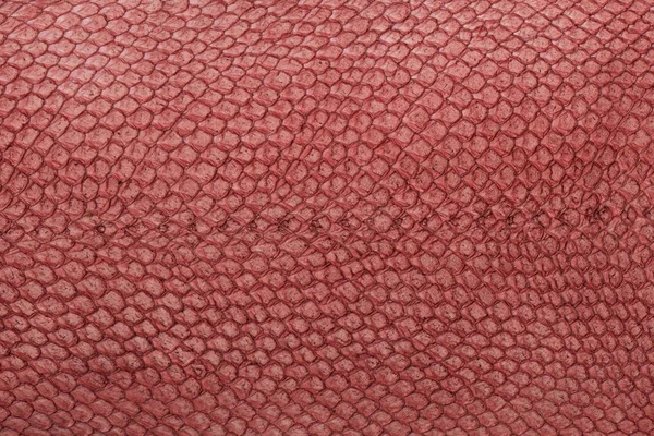 Exotic leather texture Stock Photo by ©Igishevamaria 166101722