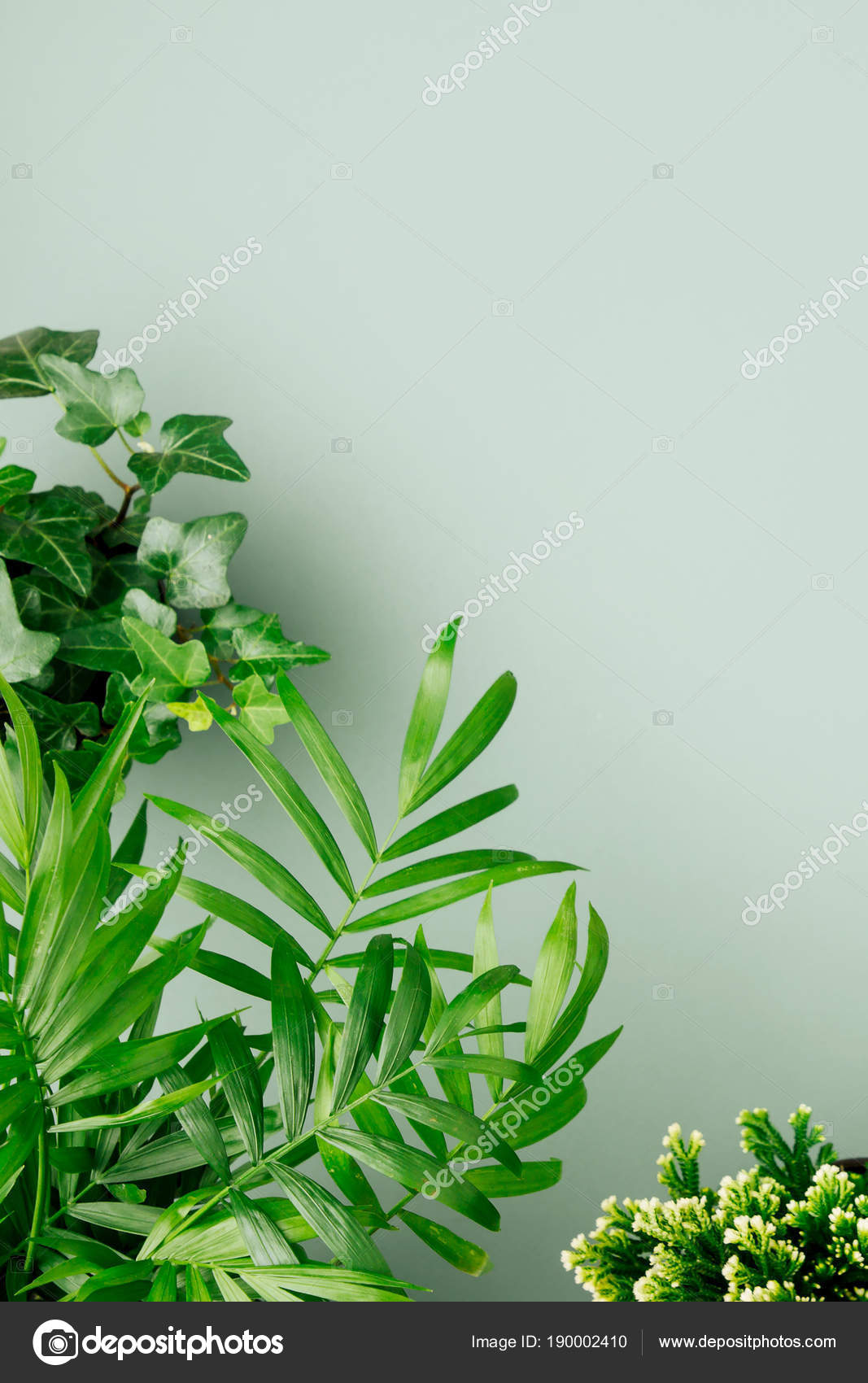 Different Tropical Leaves Plants Pastel Green Background Stock Photo by ...