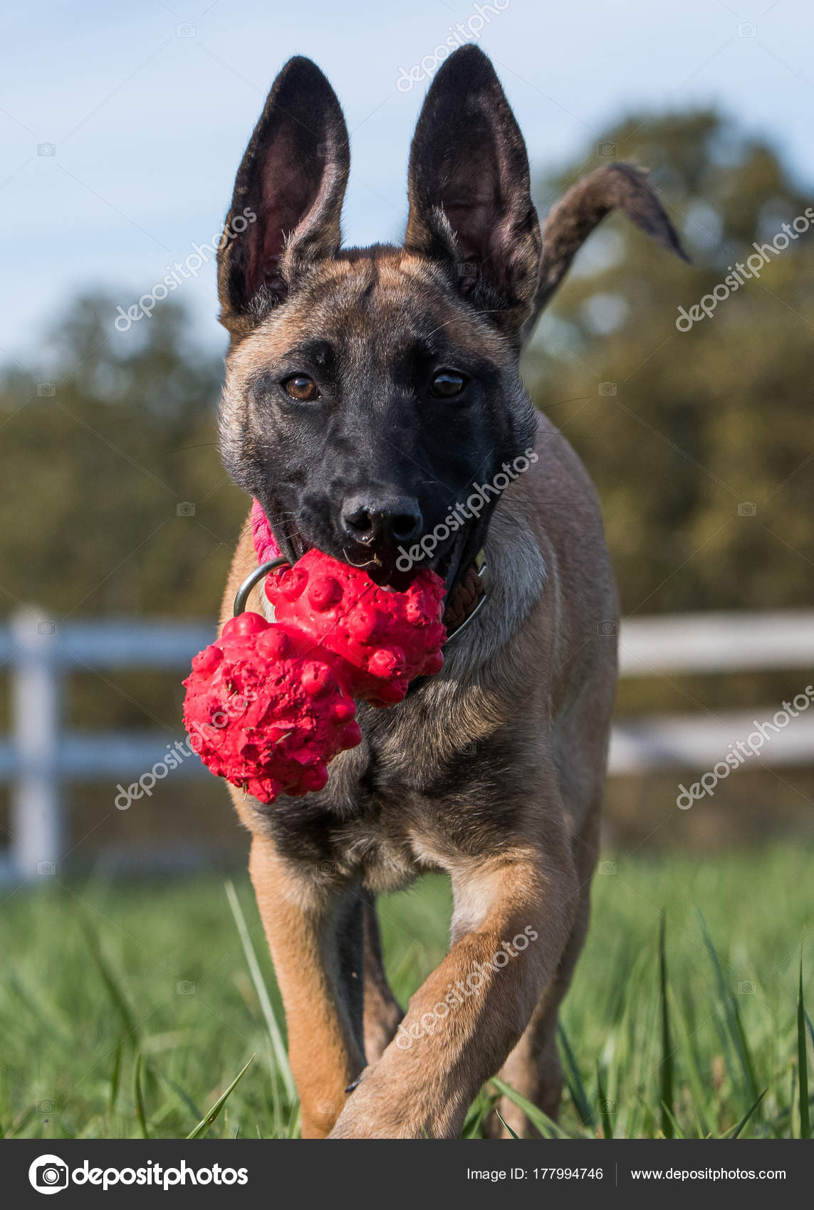Red Belgian Malinois