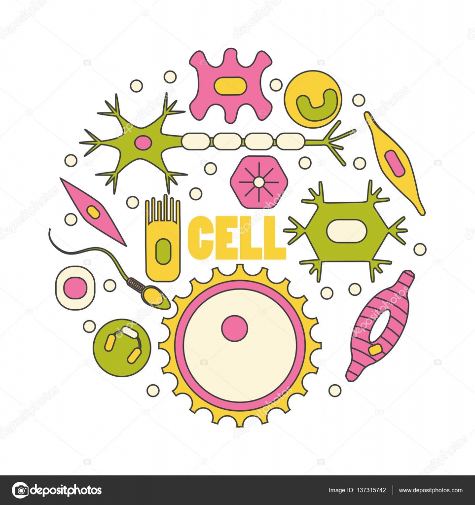 Different human cell types Stock Vector by ©GreenVector 137315742
