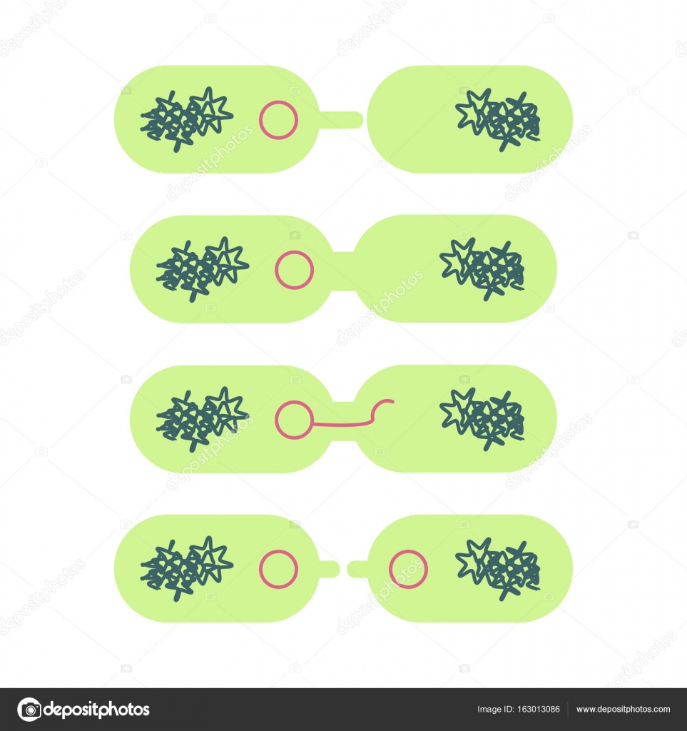 Plásmido en células bacterianas . vector, gráfico vectorial ...