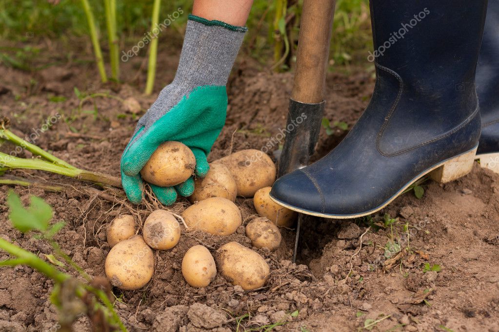 Farmer And Potato Stock Photo by ©Elena@Mas 127052378