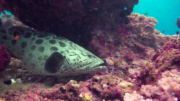 1,103 Grouper fish Videos, Royalty-free Stock Grouper fish Footage ...