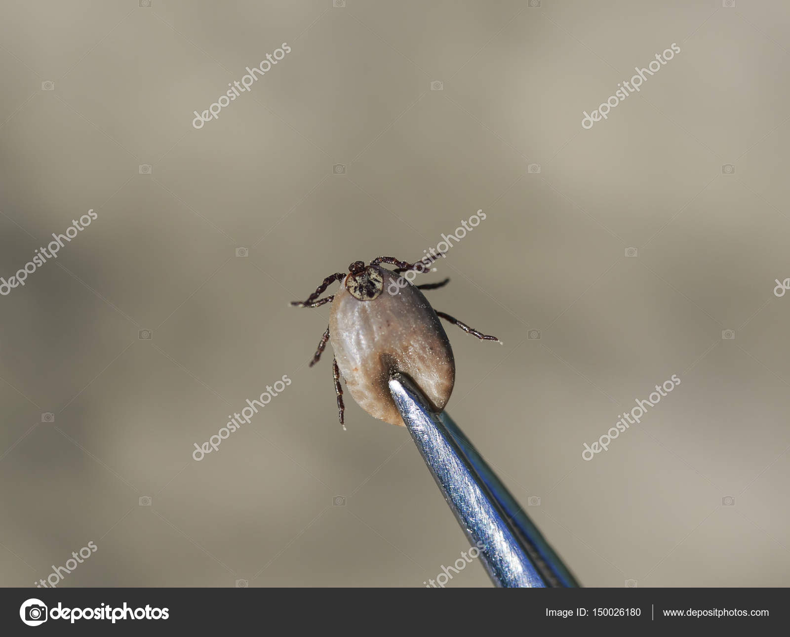 Insect, mite, more blood pulled out metal tongs — Stock Photo ...