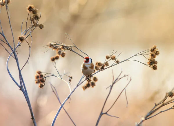 bird flapper sits on the Bush and eats burdock seeds in a Sunny - Stock ...