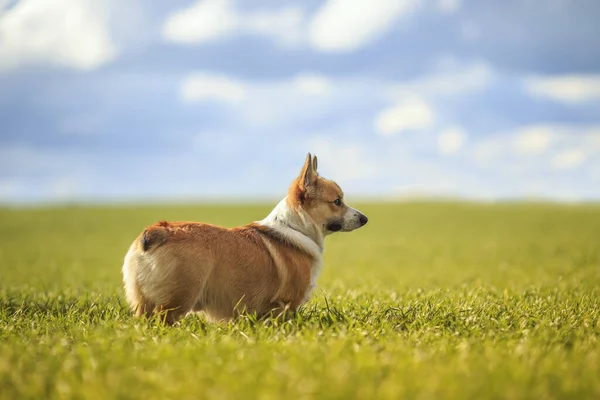 view from side to side a cute red haired Corgi dog puppy stands on a ...