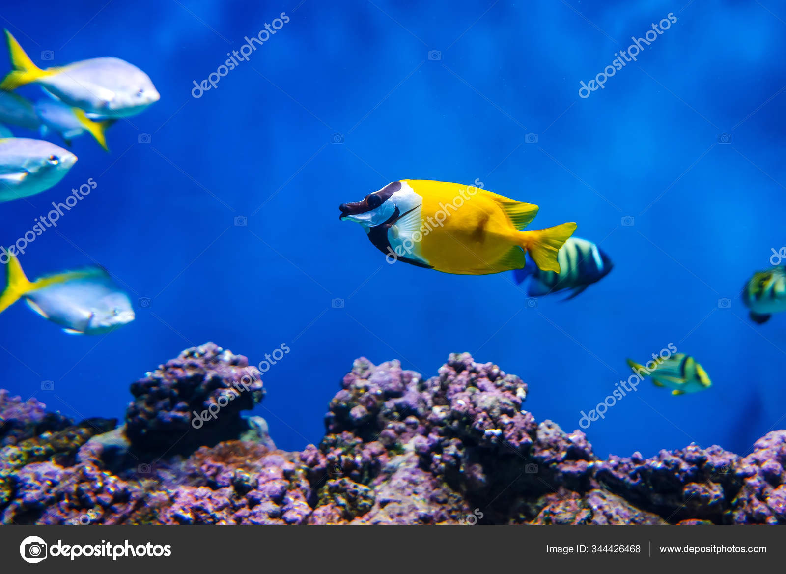 Siganus vulpinus Fox Face fish in the aquarium — Stock Photo ...