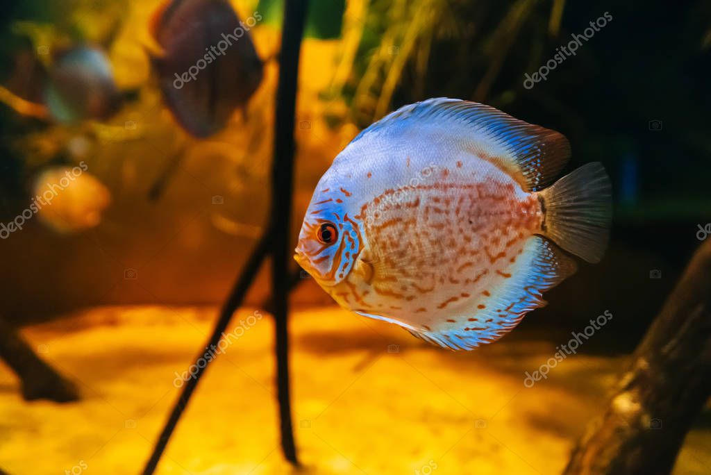 hermoso pez disco Symphysodon aequifasciata axelrodi nadar bajo el agua ...