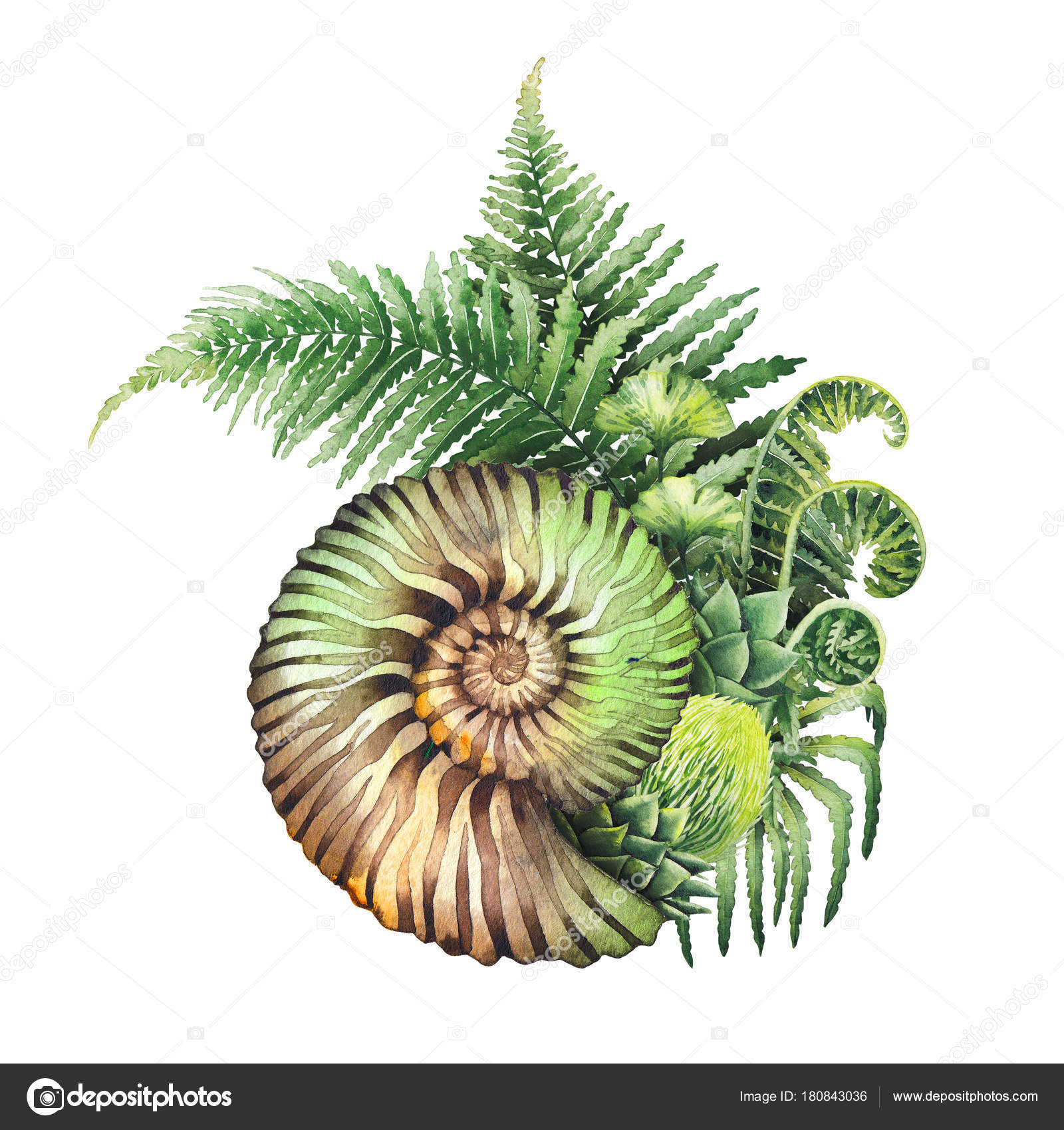 Prehistoric watercolor seashell and fern branches Stock Illustration by ...
