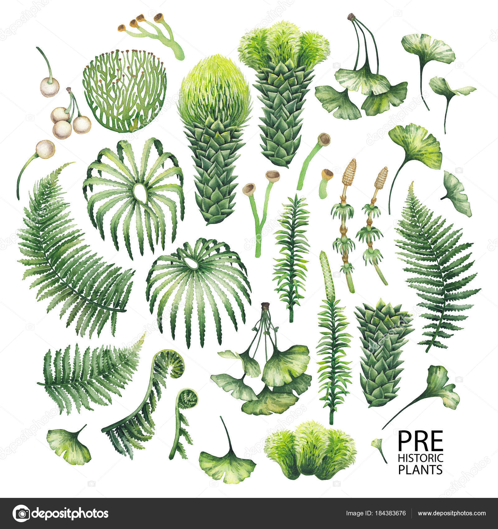 Prehistoric Flowering Plants