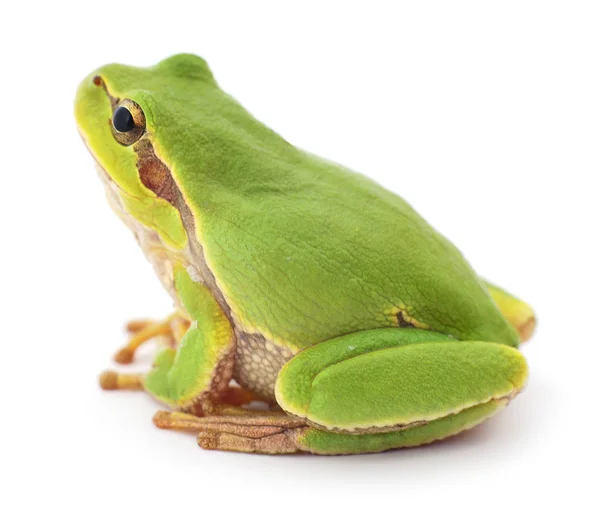 Green frog isolated. Stock Photo by ©Olhastock 145125759
