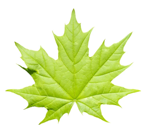 Norway maple leaf Pictures, Norway maple leaf Stock Photos & Images ...