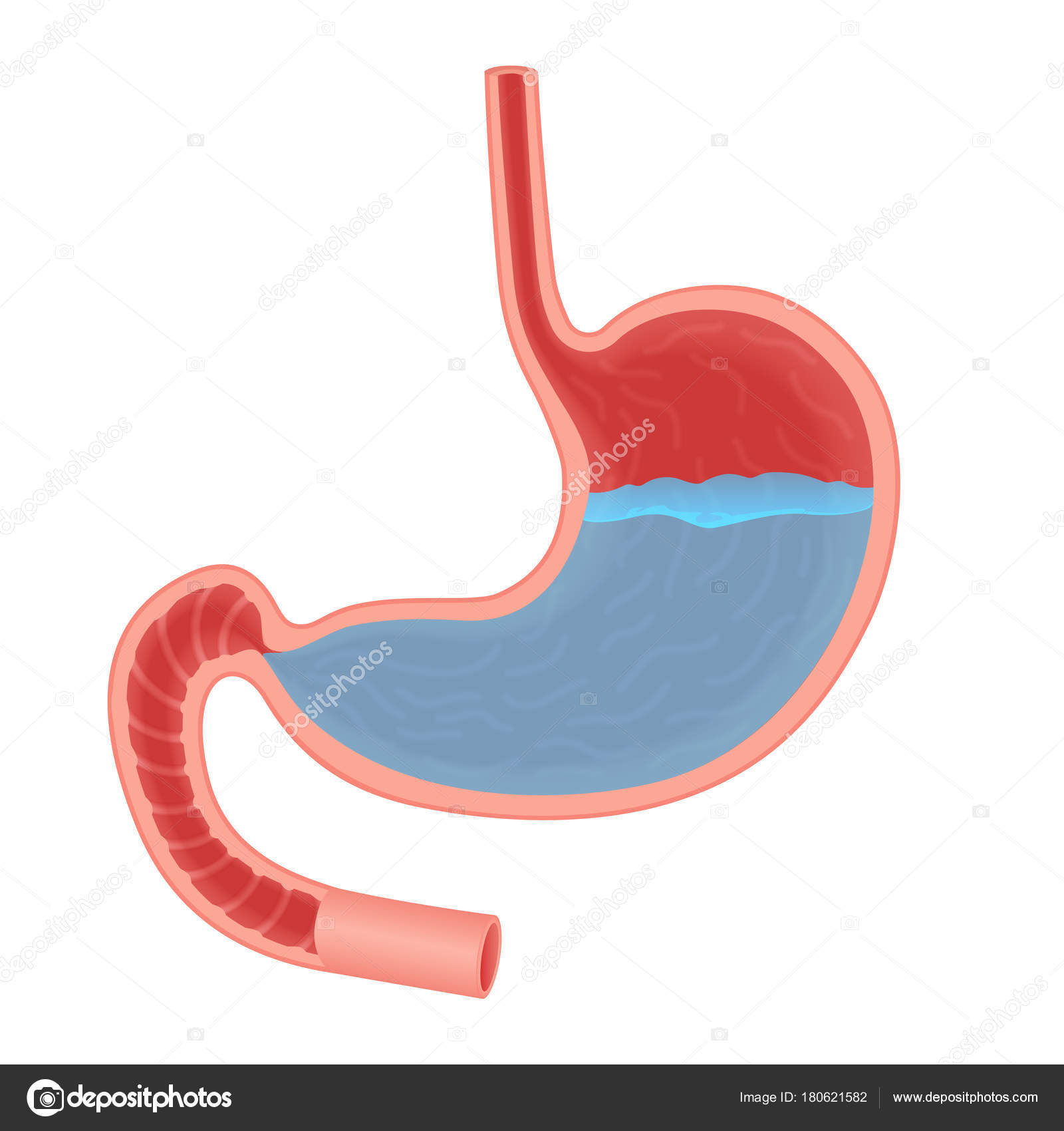 Vector Medical illustration about acid in stomach isolated. Stomach ... Vector Medical illustration about acid in stomach isolated. Stomach ...