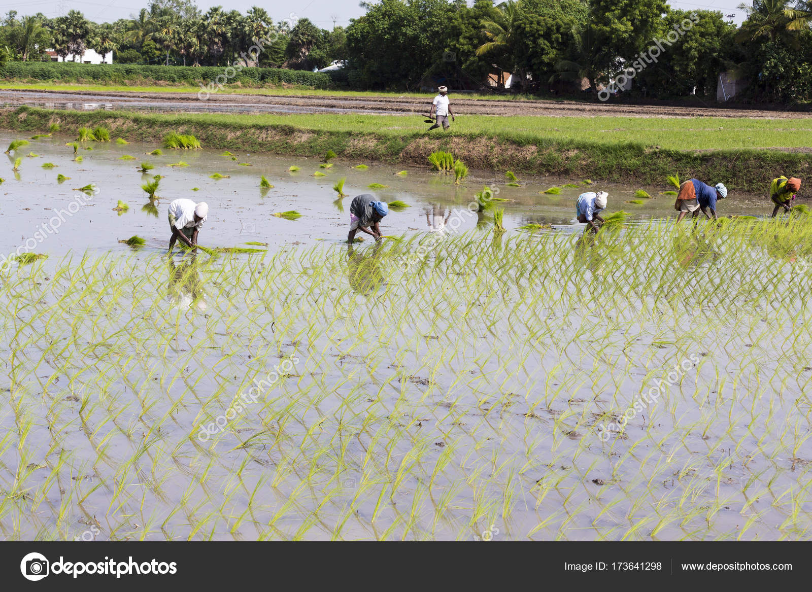 Documentary editorial image. Unidentified group of women transplanted ...
