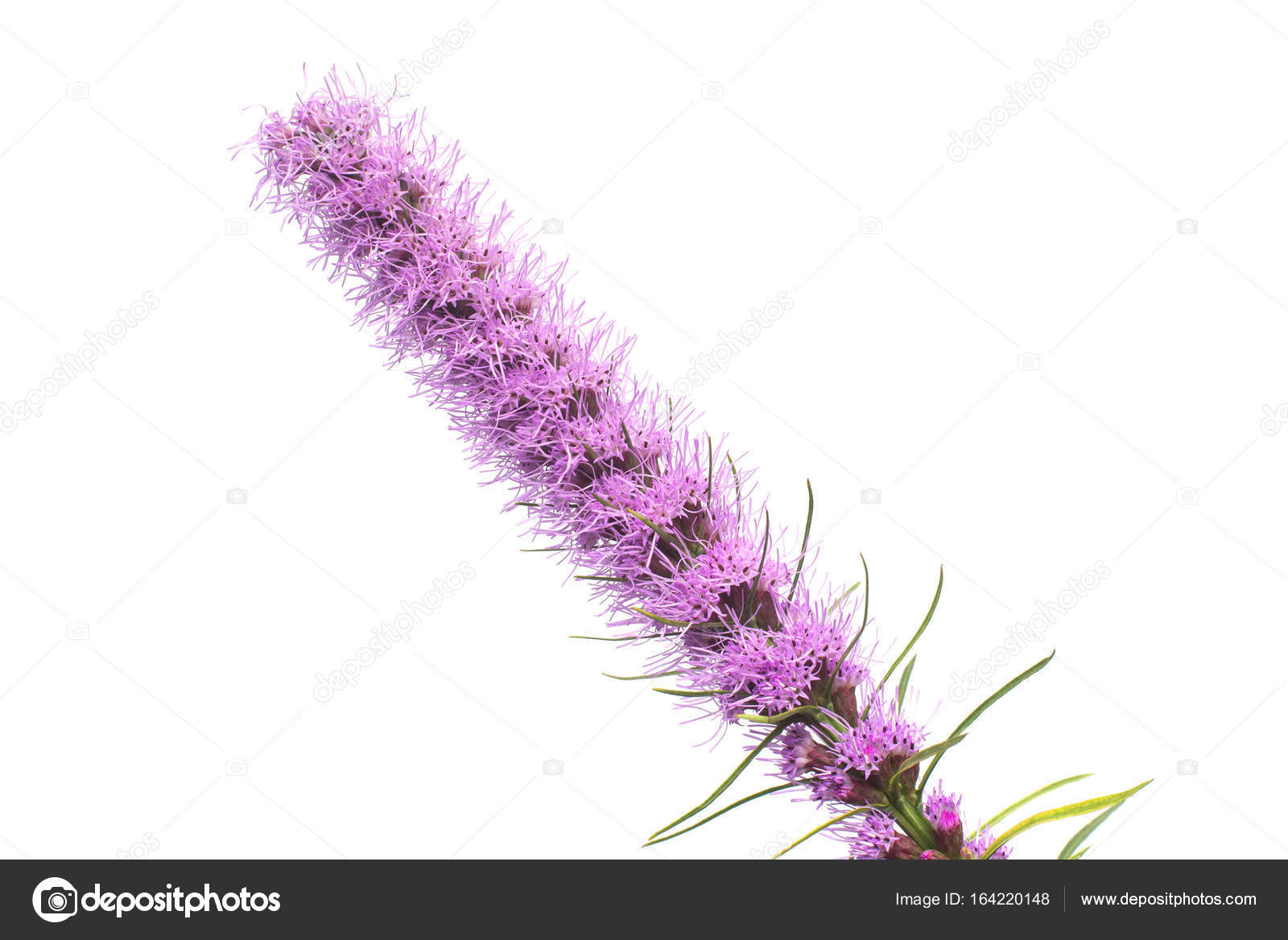 Liatris flower isolated on white background. Bloom. Flat lay, to Stock ...