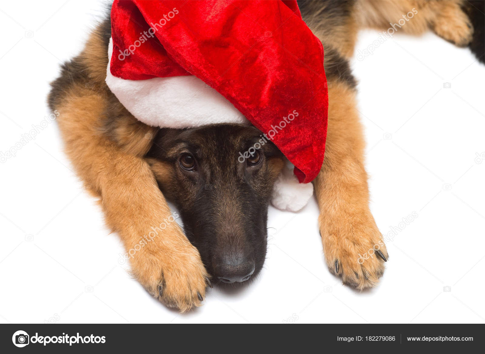 German Shepherd Dog Santa Claus Christmas Cap Isolated White Background ...