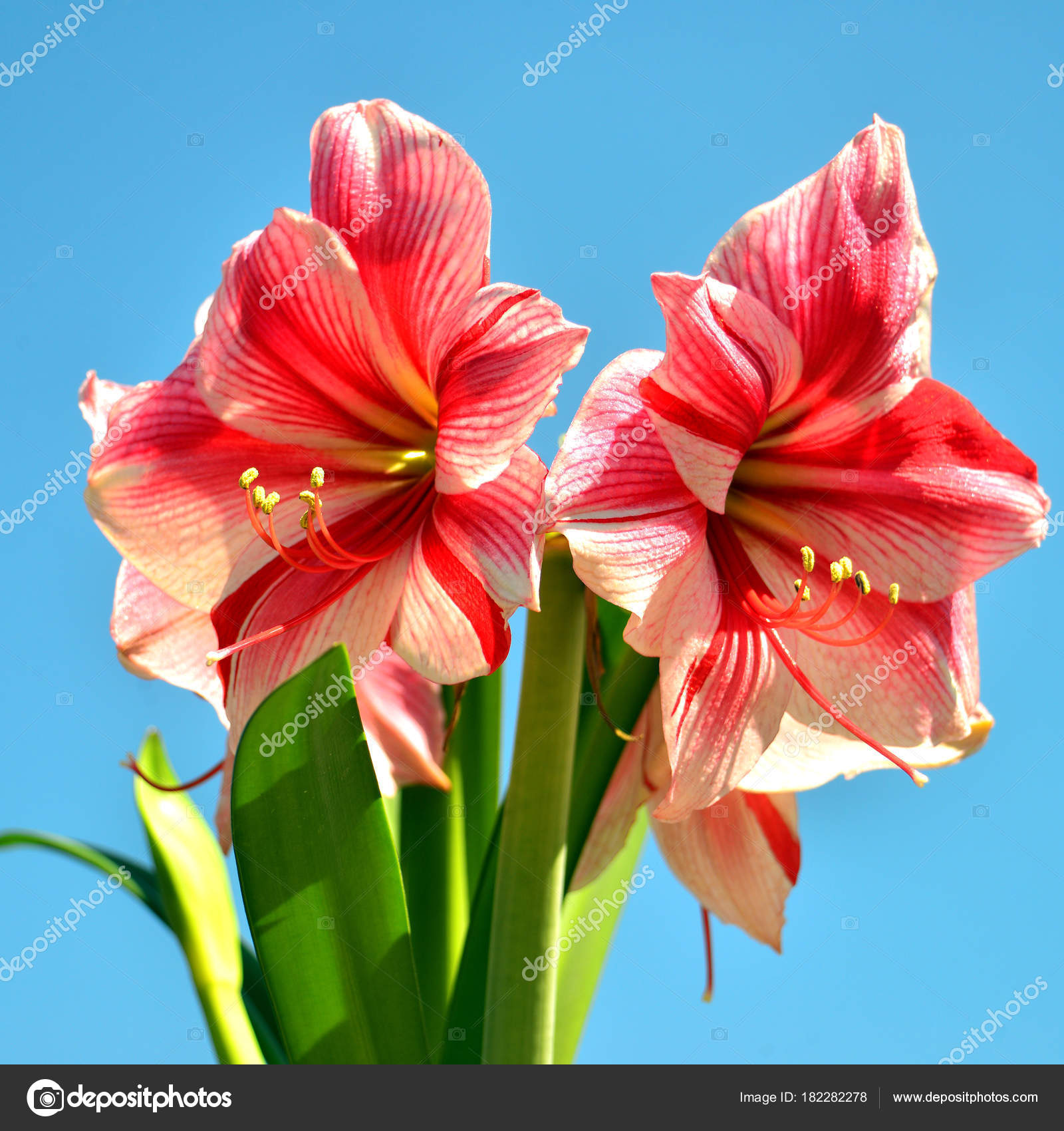 Blue Amaryllis Flowers