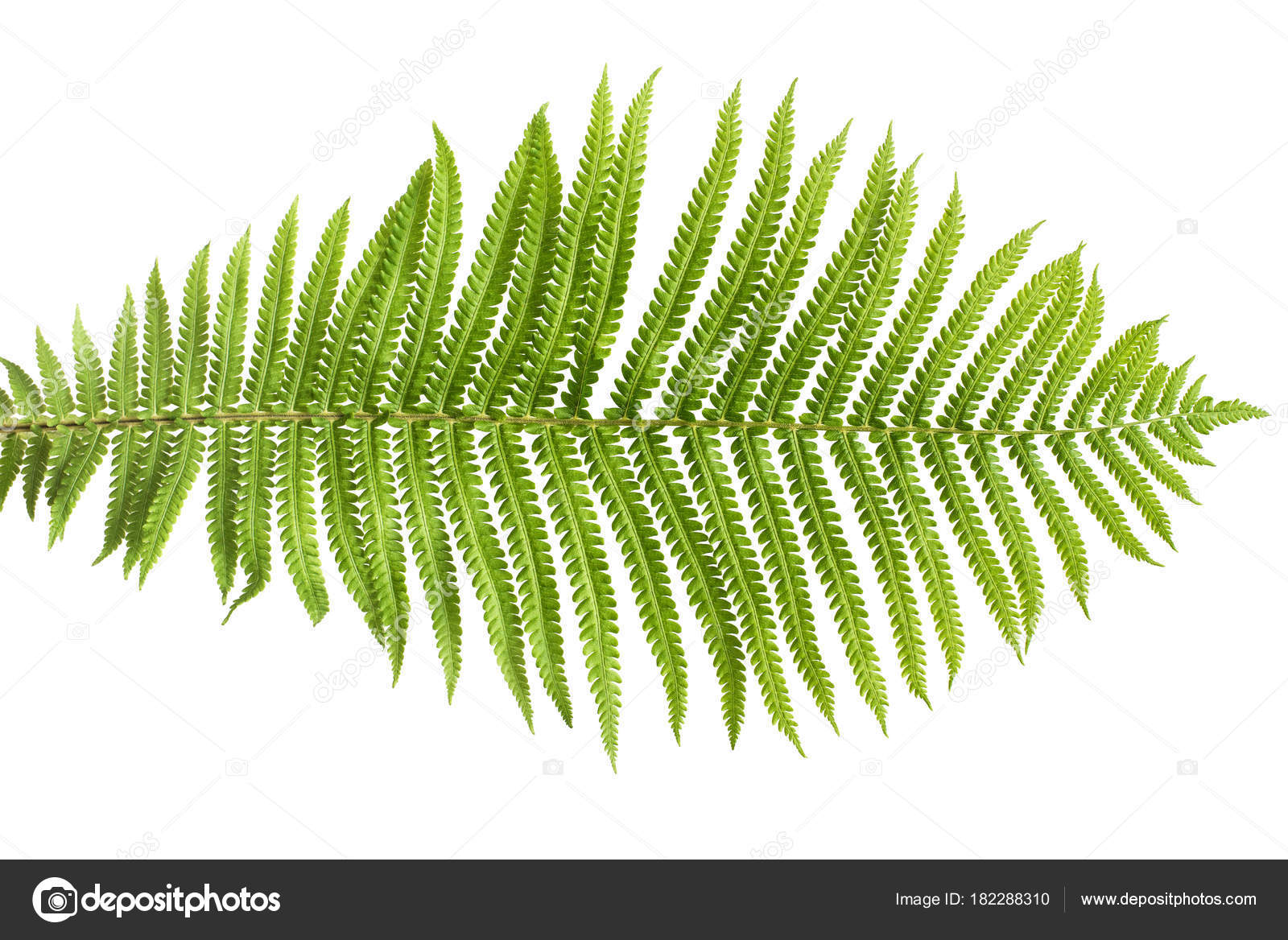 Flat Leaf Fern