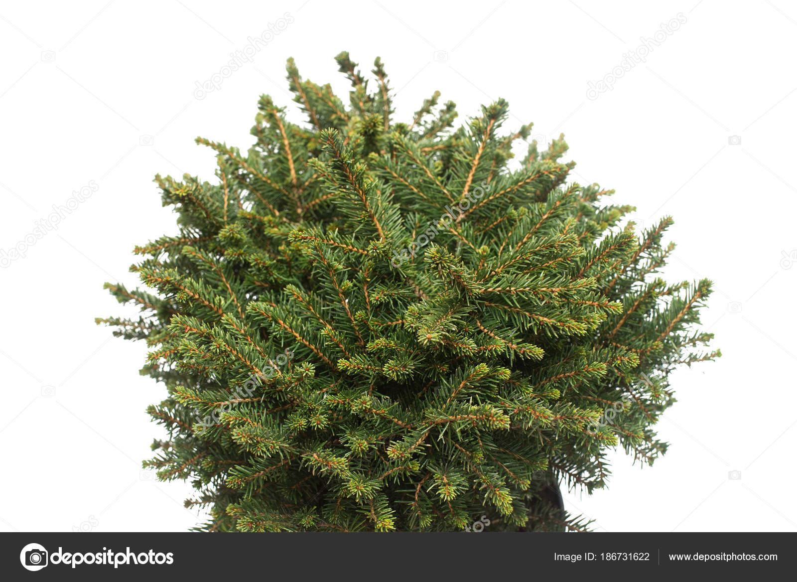 Spruce Picea Omorika Karel Pot Isolated White Background Conifers ...