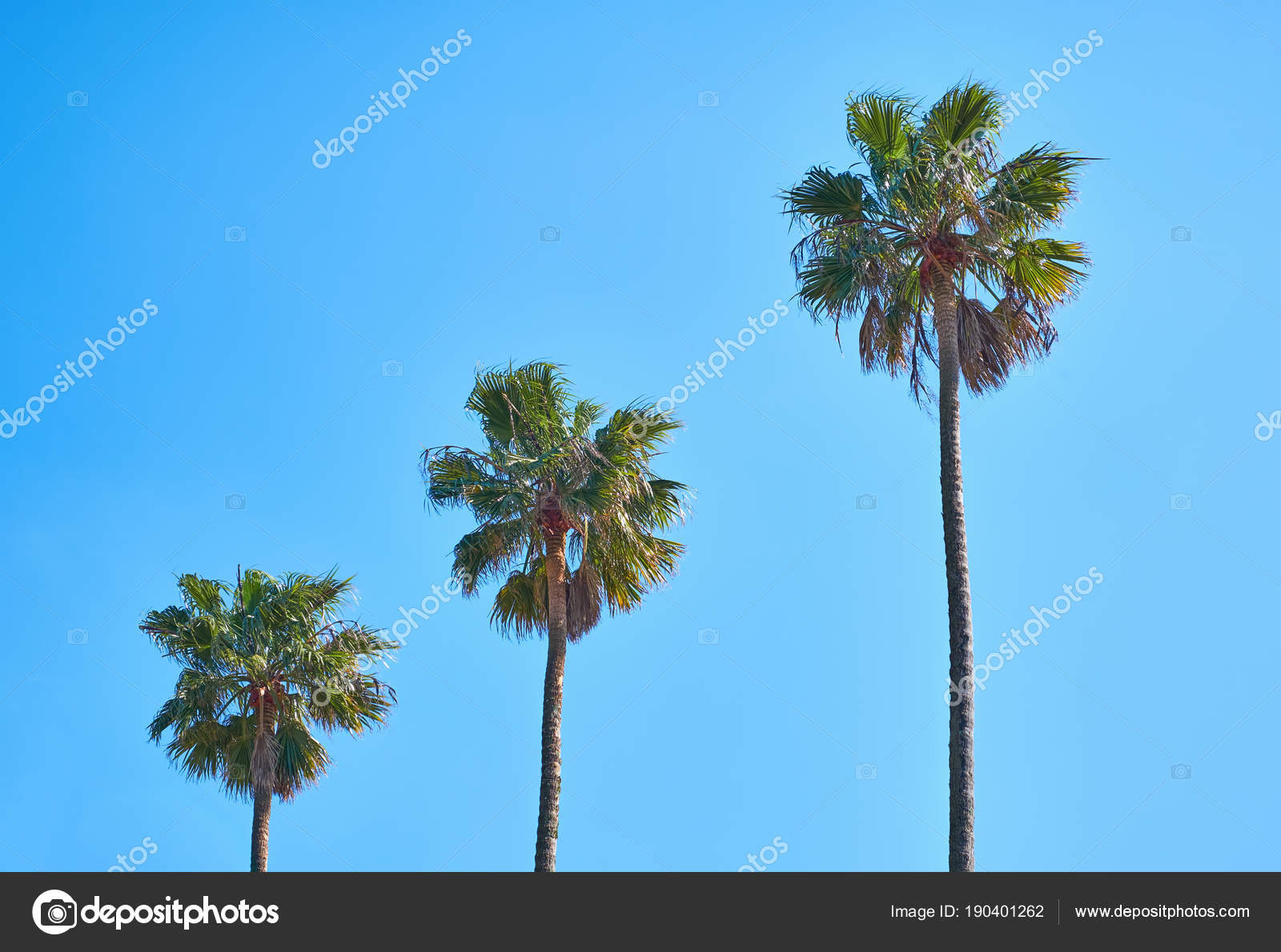 Three palm trees — Stock Photo © Mirifada #190401262