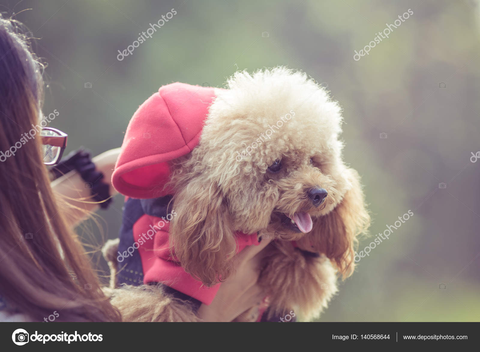 Toy Poodle playing with its female master in a park — Stock Photo ...