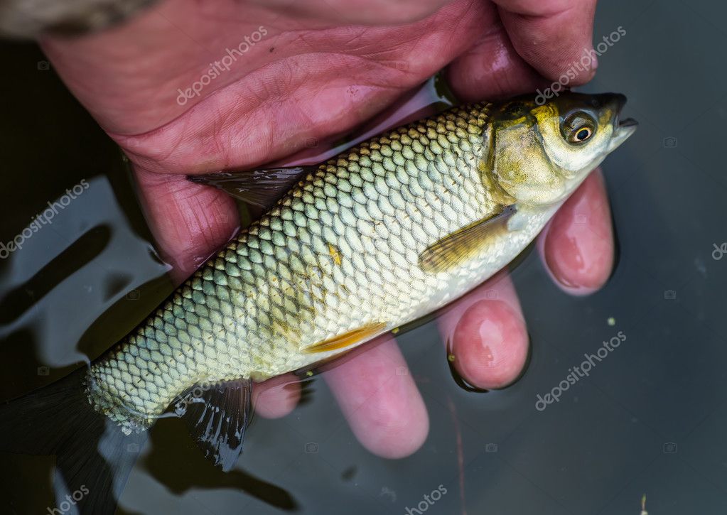 Small carp lying in the palm of the fisher. — Stock Photo © bukhta79 ...