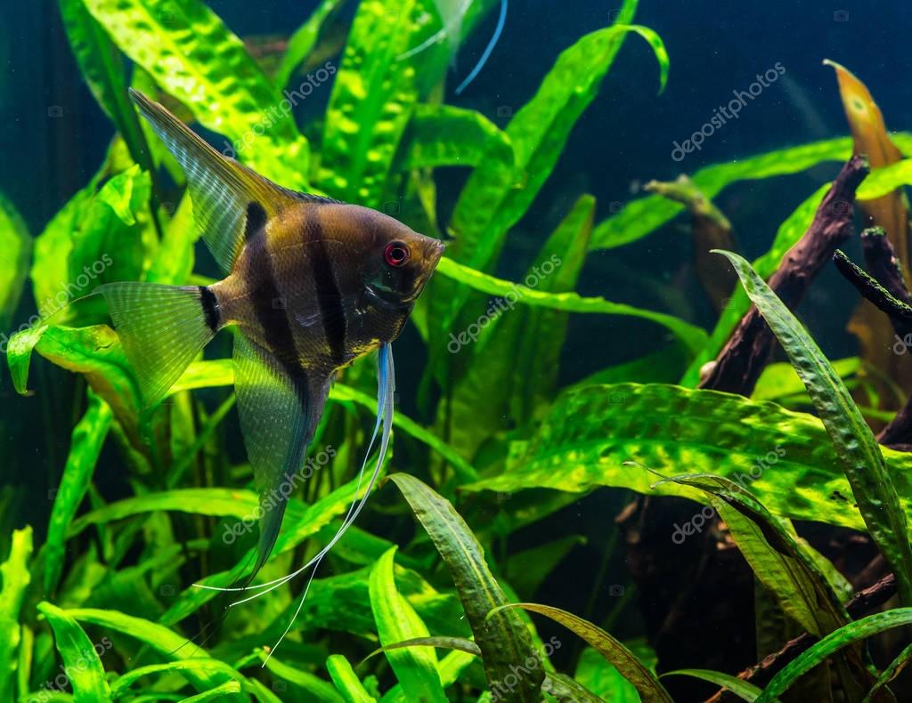 얼룩말 엔젤 pterophyllum scalare 수족관 — 스톡 사진 © bukhta79 #129111204