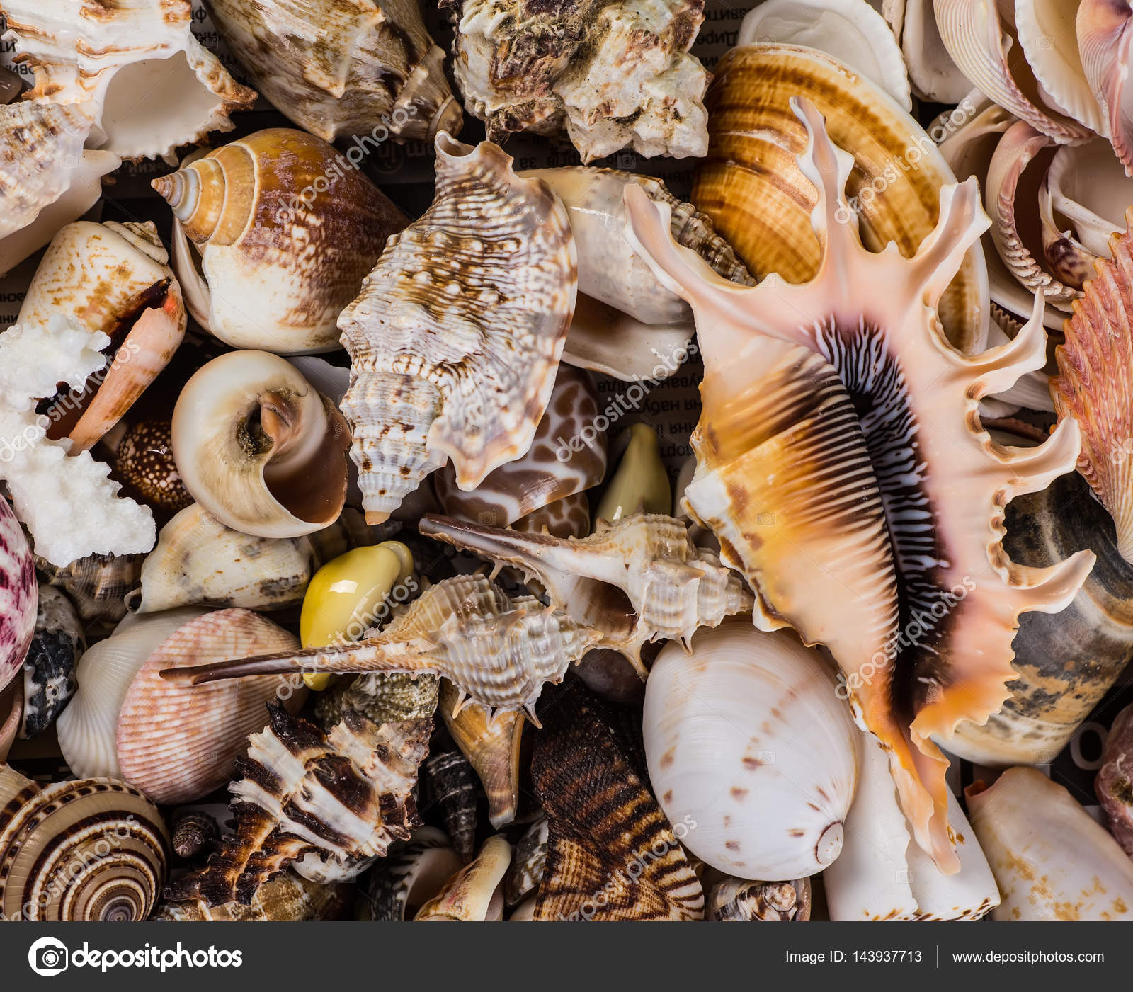 Seashell background, lots of different seashells piled together Stock ...