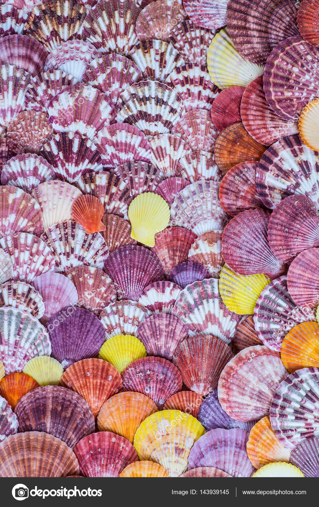 Seashell background, lots of different seashells piled together Stock ...