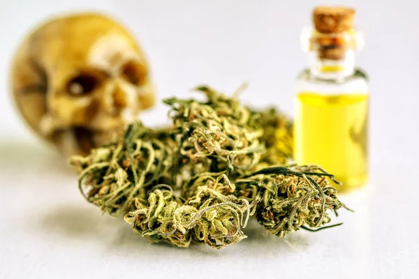A human skull with a cannabis Bush and a marijuana cone. Scary p Stock ...