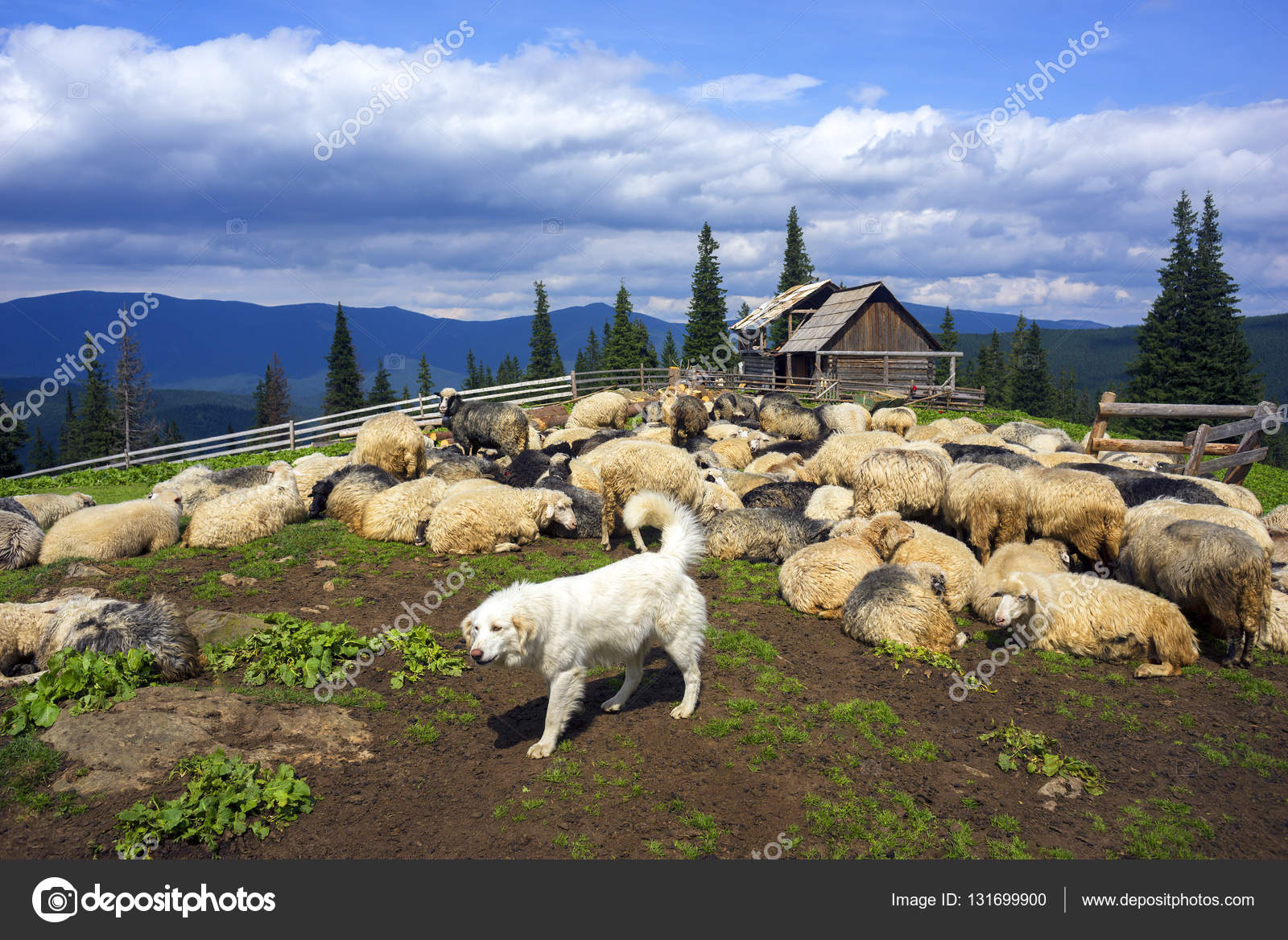 Sheep in the paddock and sheepdog Stock Photo by ©panaramka.ukr.net ...