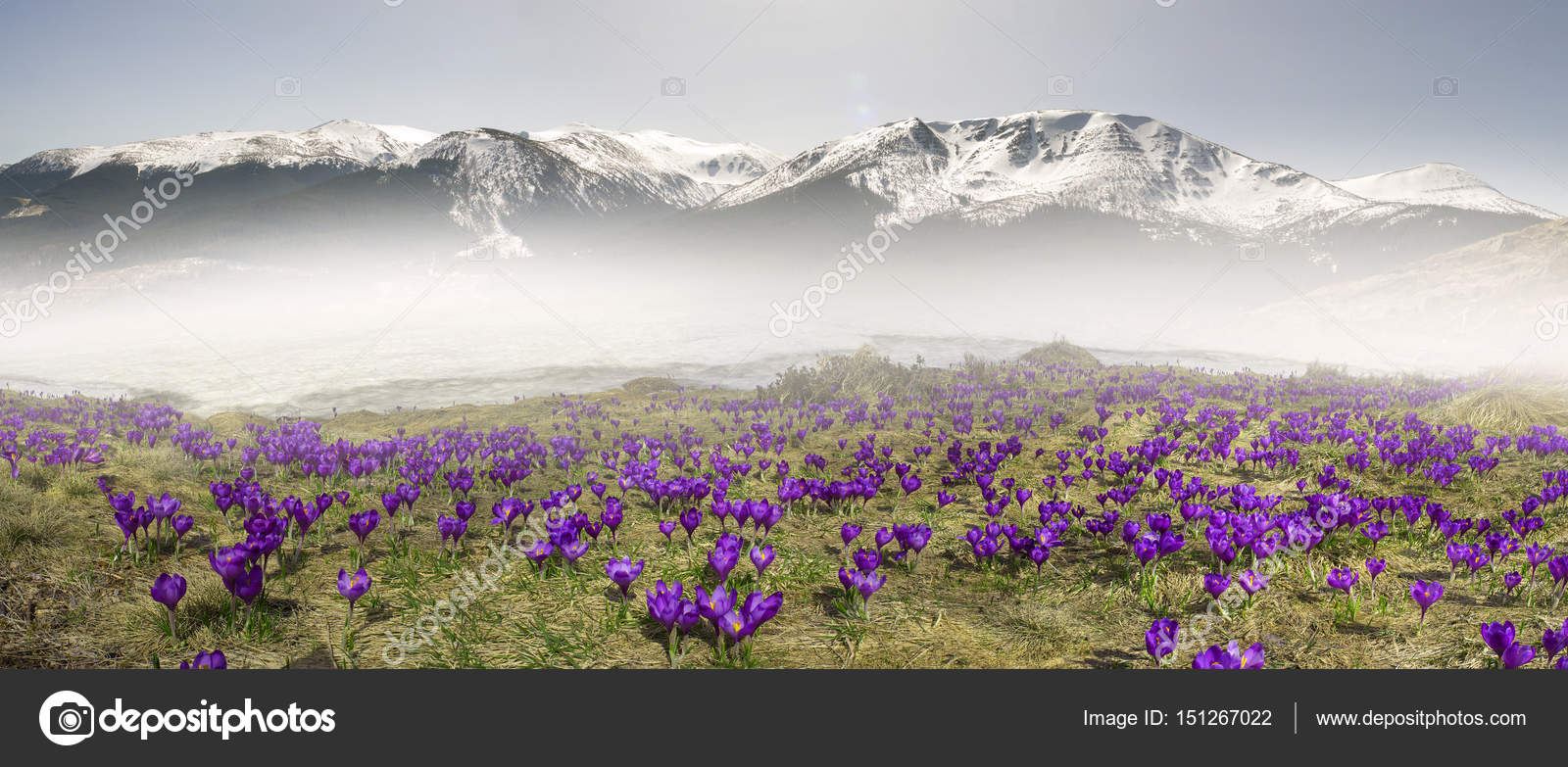 Crocuses field in spring — Stock Photo © panaramka.ukr.net #151267022