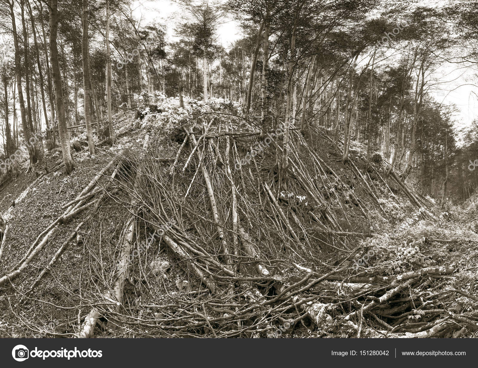 Deadfall at the Ukrainian Carpathians — Stock Photo © panaramka.ukr.net ...